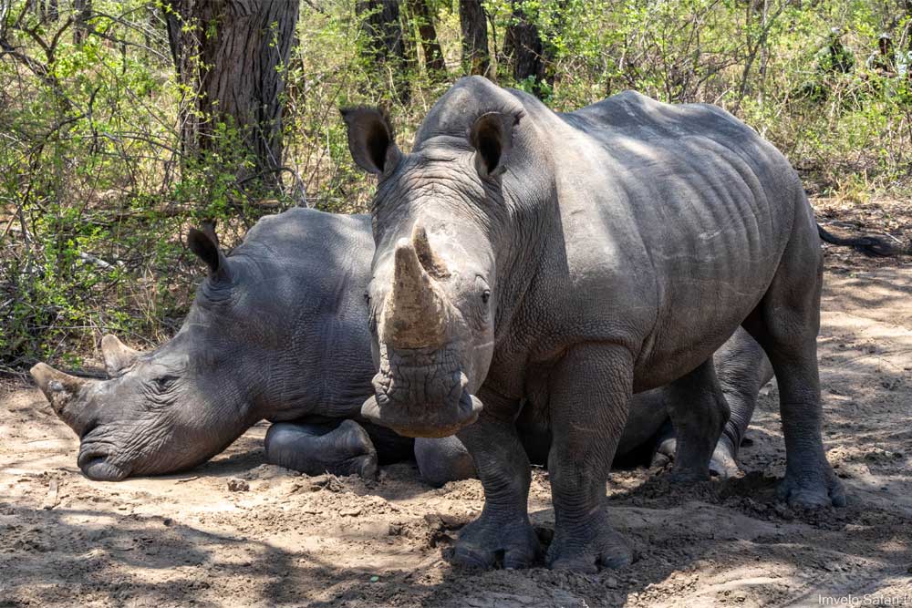 Conservation - Imvelo Safari Lodges