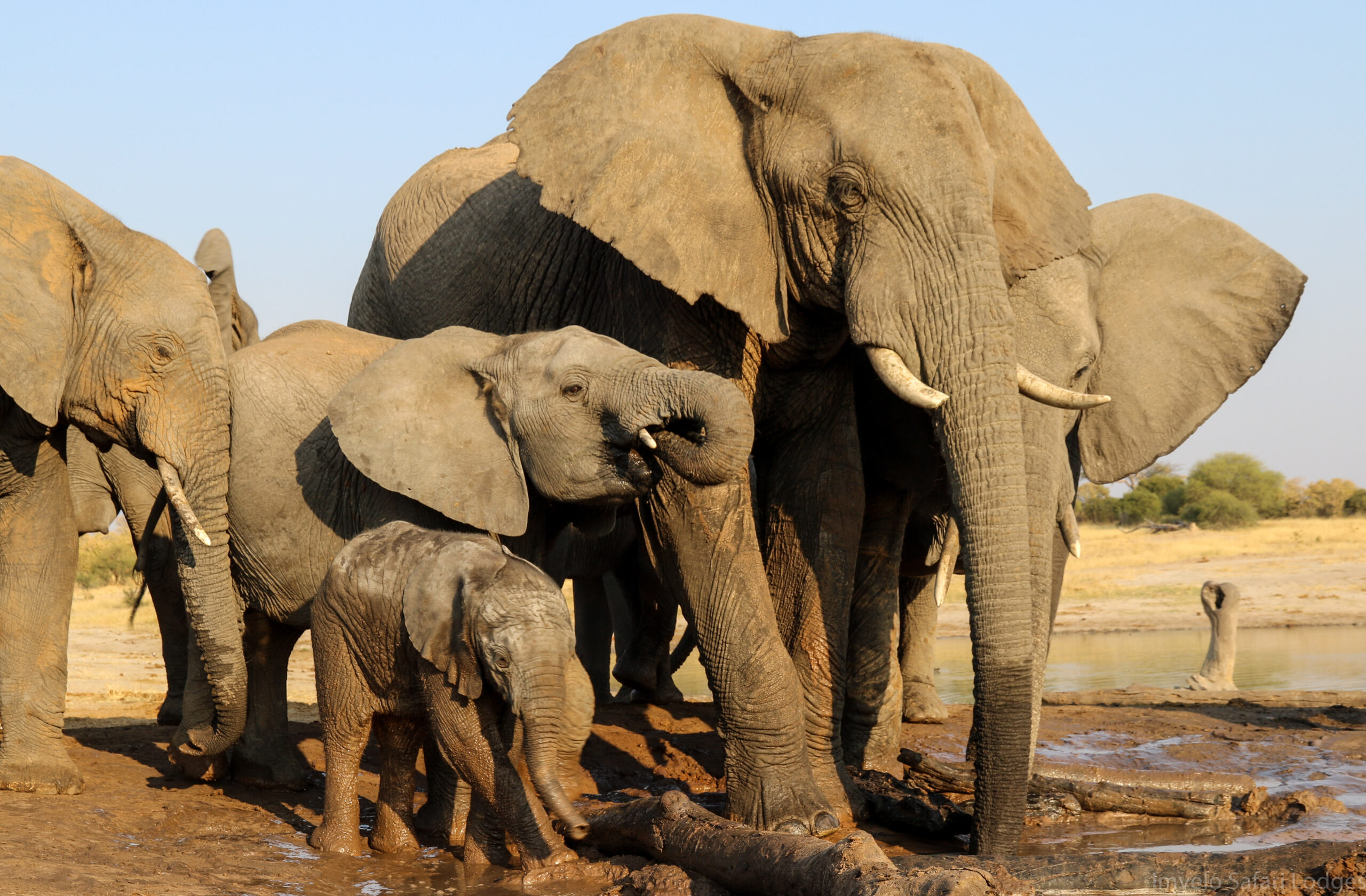 Conservation - Imvelo Safari Lodges